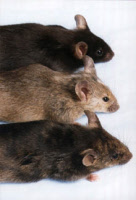 Doll House Miniature Mice - Mouse